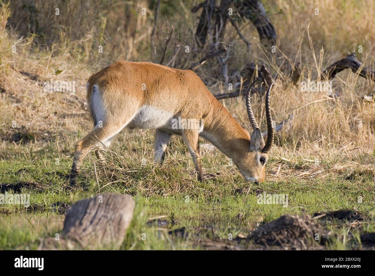 Lechwe waterbuck [Kobus leche] Stock Photo - Alamy