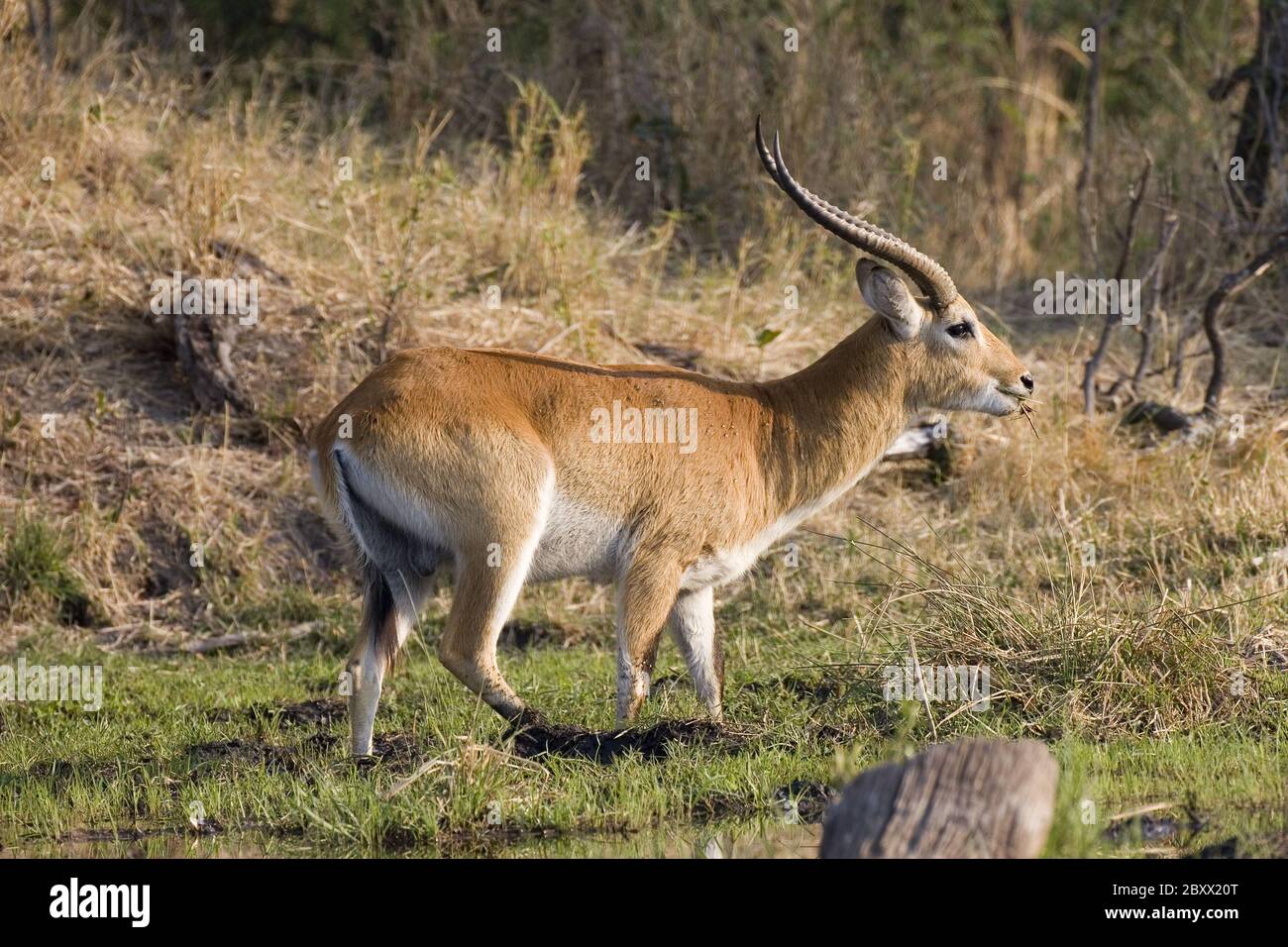 Lechwe waterbuck [Kobus leche] Stock Photo - Alamy