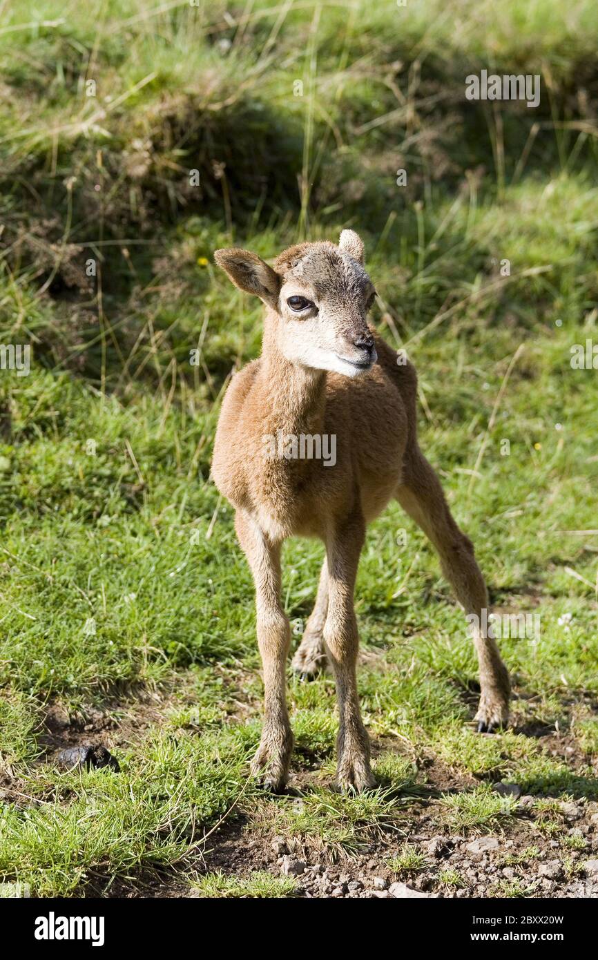European mouflon sheep ovis ammon hi-res stock photography and images ...