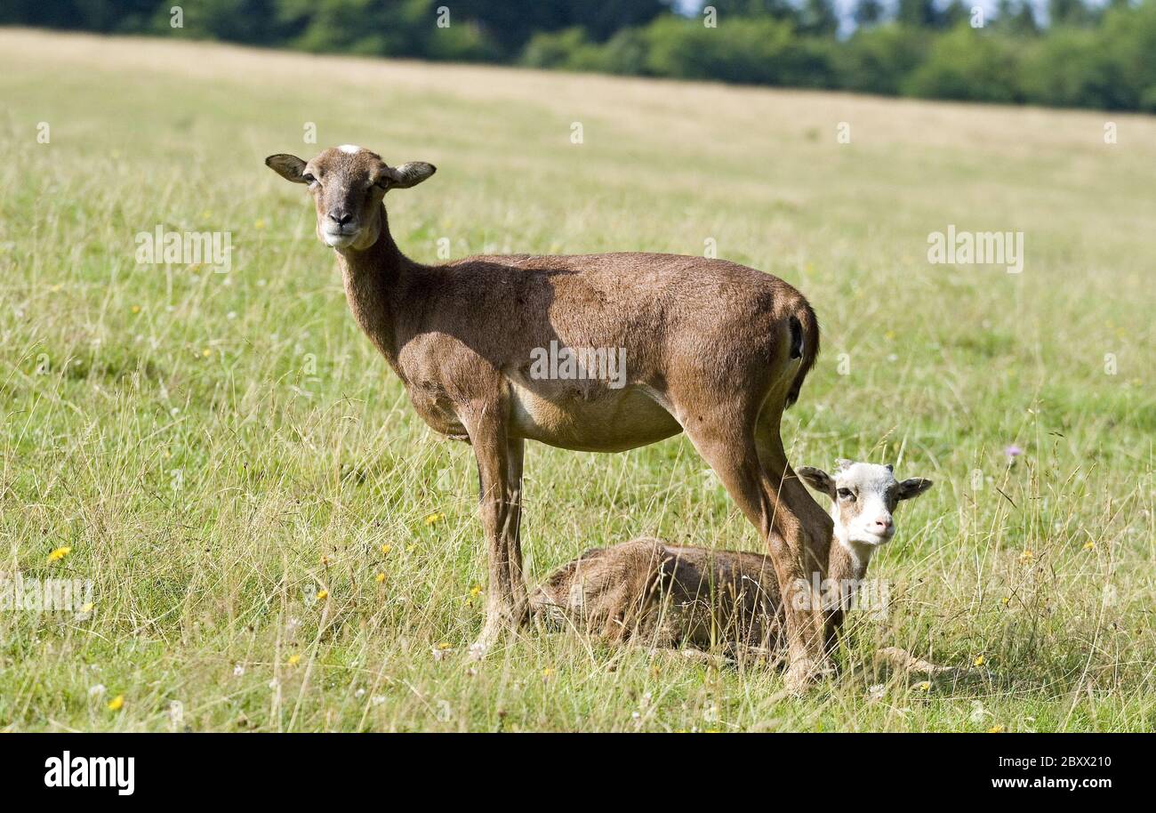 Ovis ammon hi-res stock photography and images - Alamy