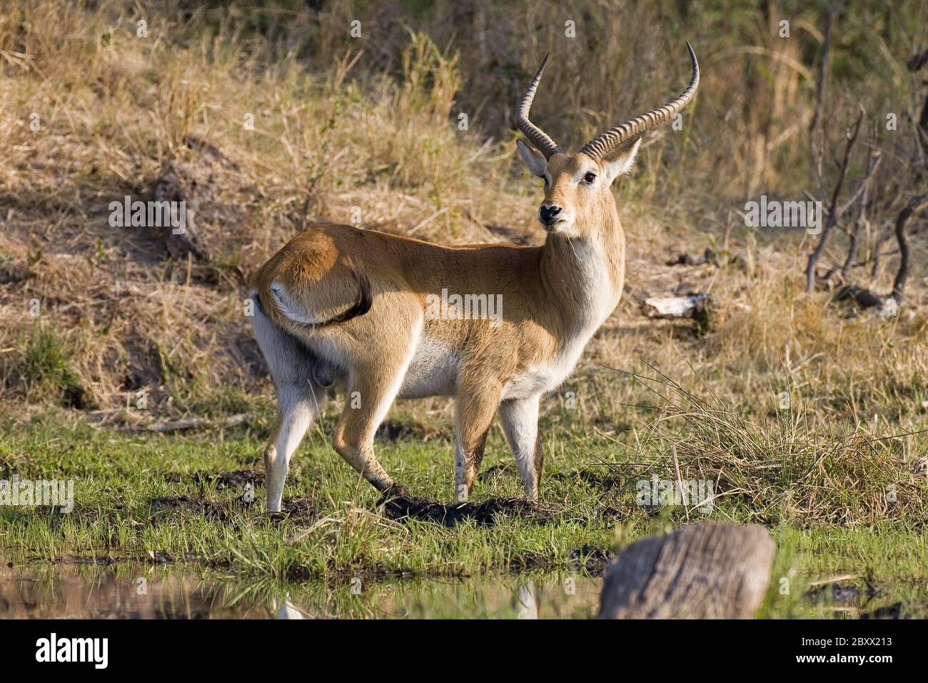 Lechwe waterbuck [Kobus leche] Stock Photo - Alamy