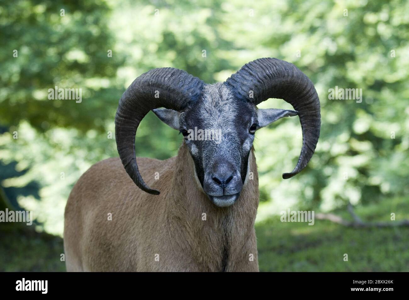 Ovis ammon musimon, Mouflon Stock Photo - Alamy