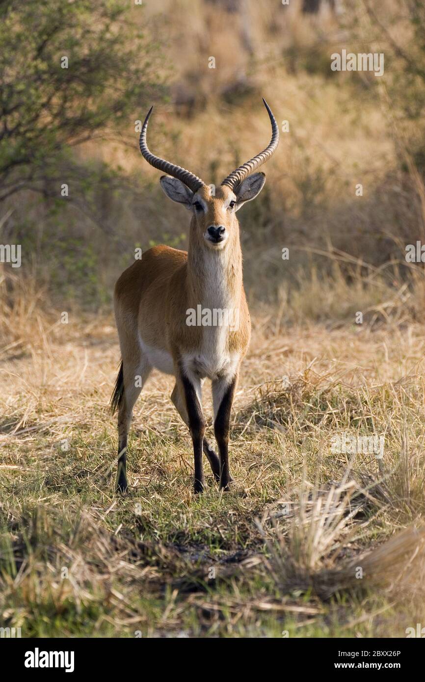 Lechwe waterbuck [Kobus leche] Stock Photo - Alamy