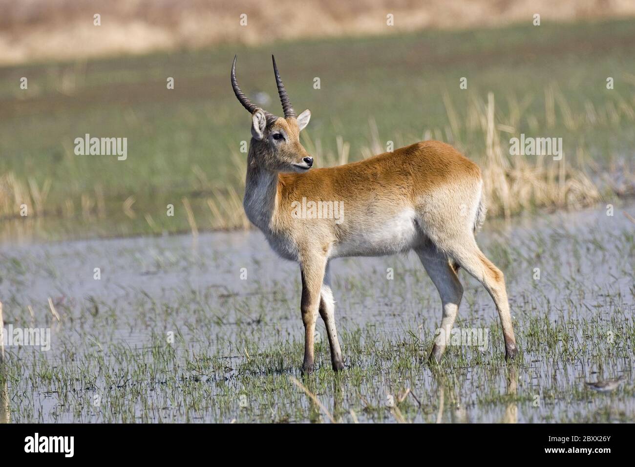 Red lechwe waterbuck hi-res stock photography and images - Alamy