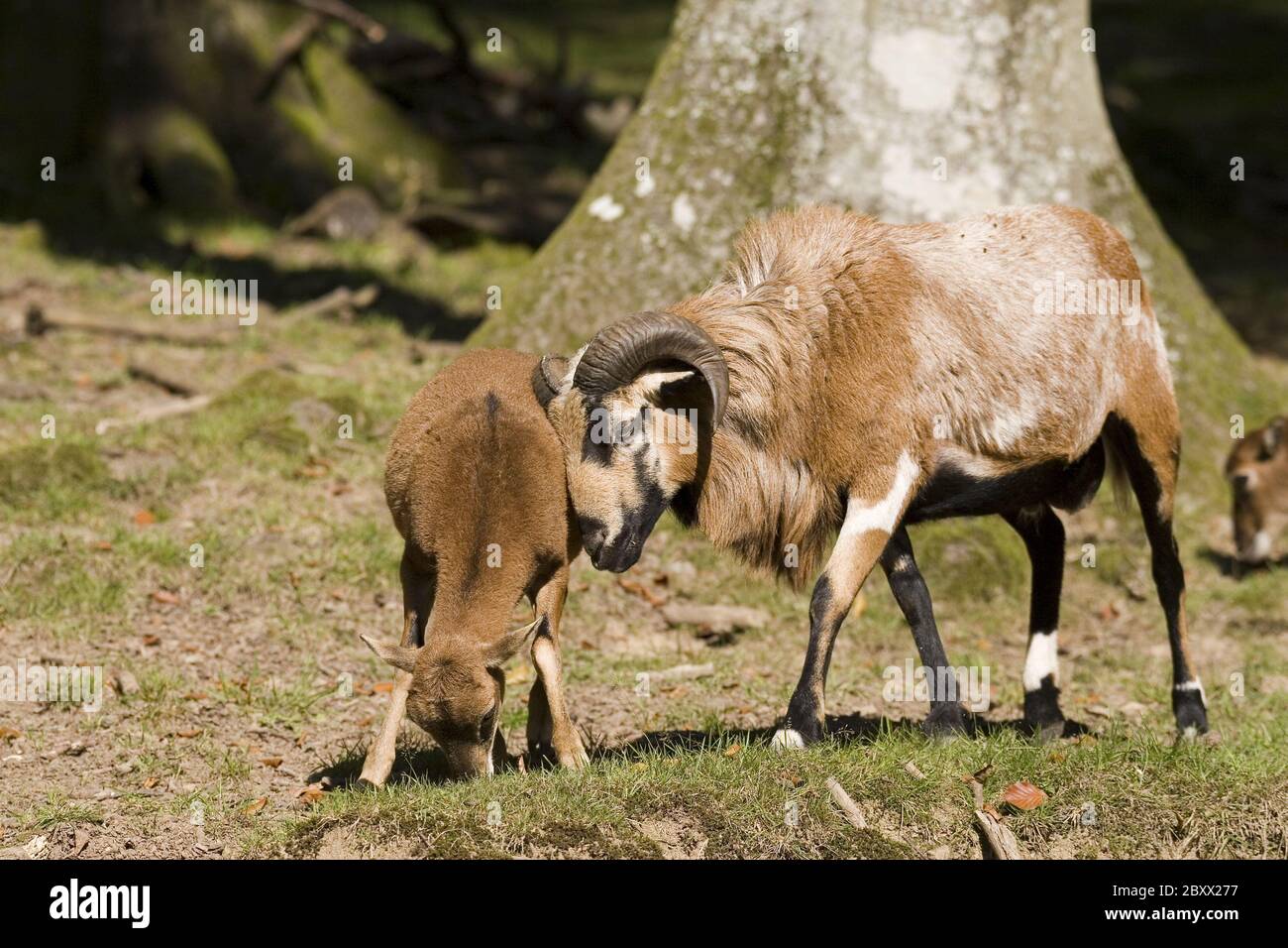 Ovis da hi-res stock photography and images - Alamy