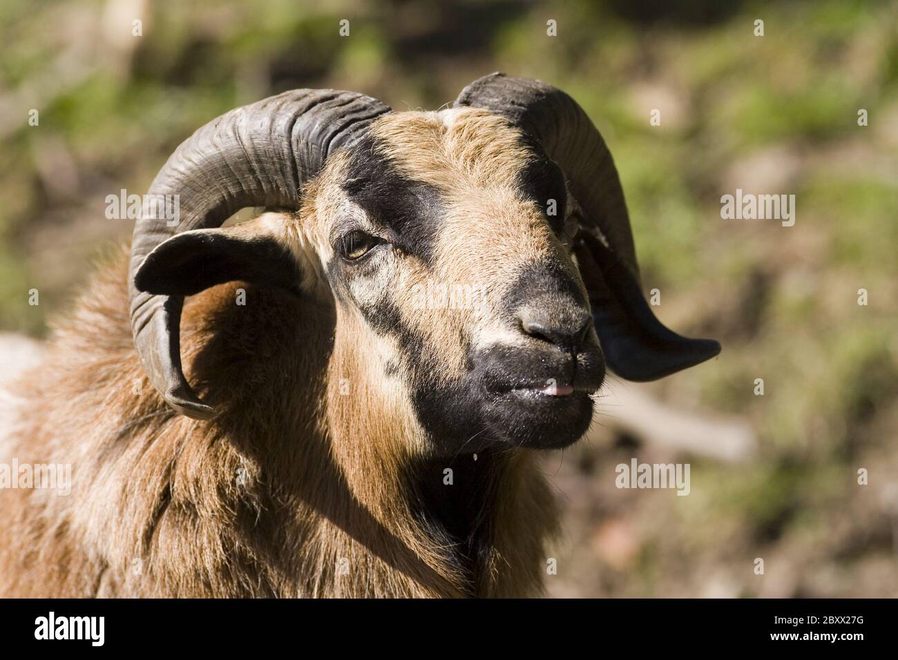 Ovis ammon musimon, Mouflon Stock Photo - Alamy