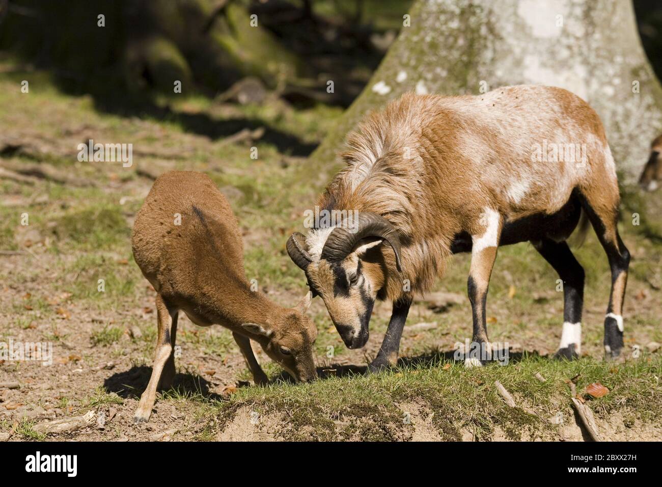 Female ovis ammon musimon hi-res stock photography and images - Alamy