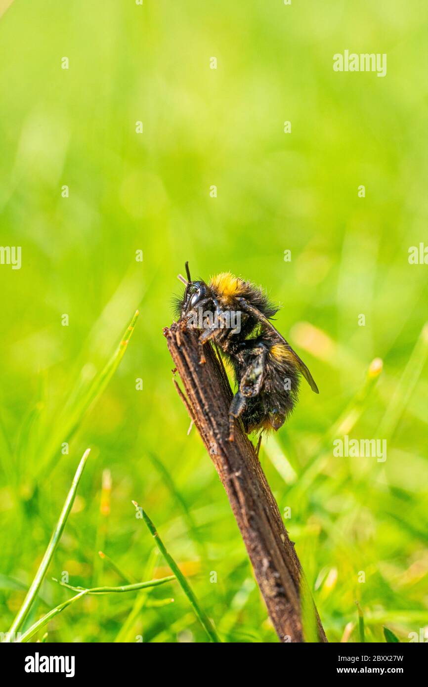 Large Yellow Orange and Black Striped Honey Bee Close up Marco Portrait ...