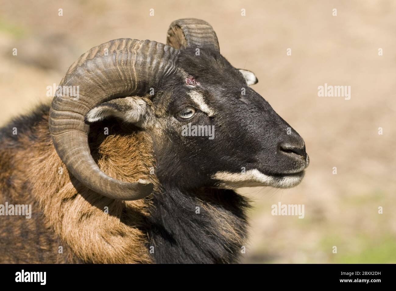 Ovis ammon musimon, Mouflon Stock Photo - Alamy