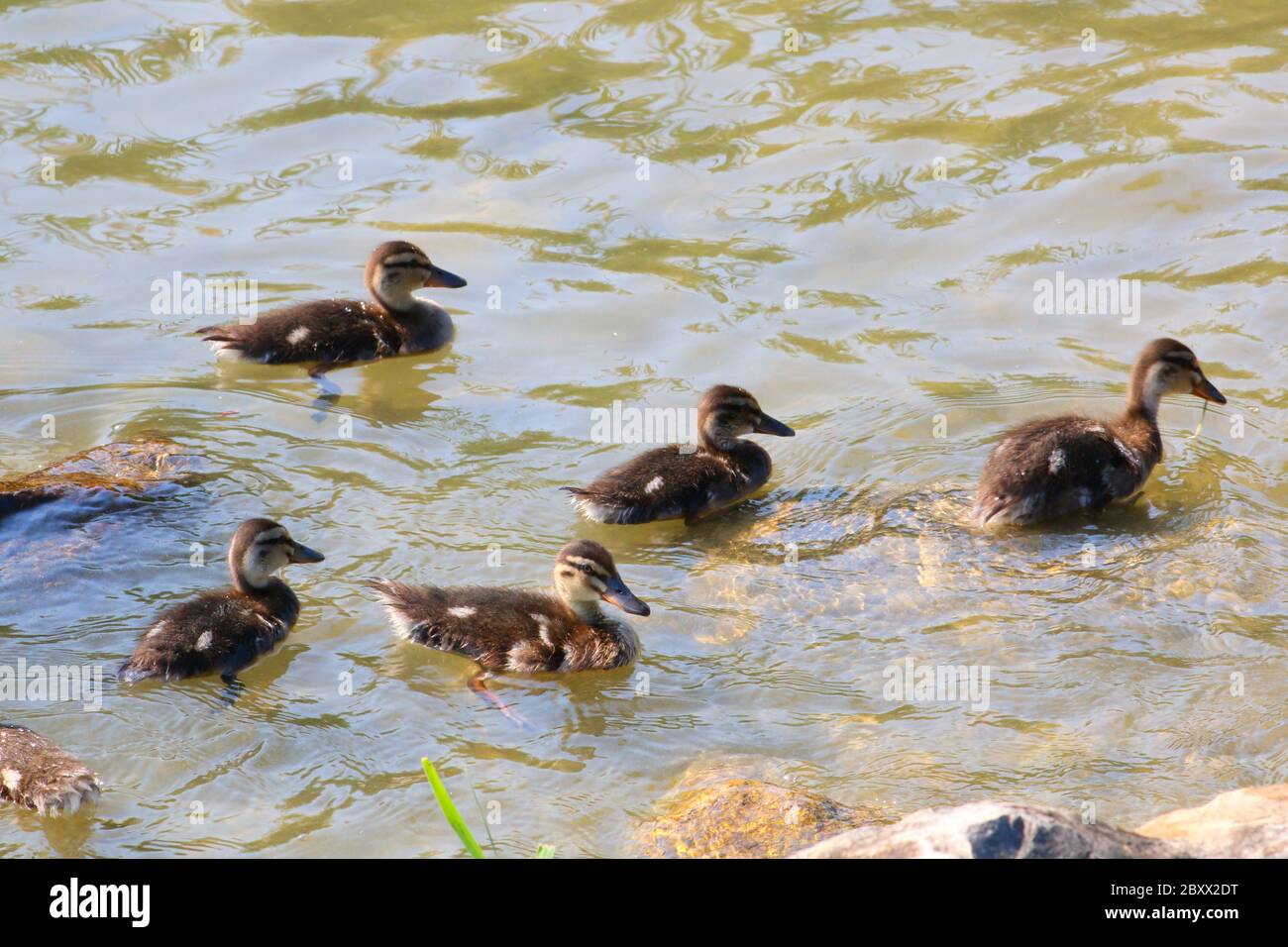 Wildlife water poultry hi-res stock photography and images - Alamy