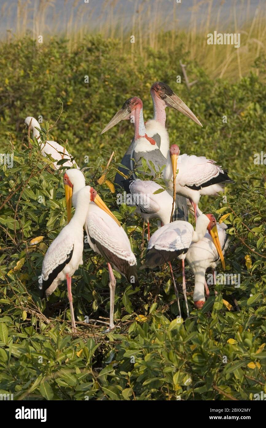Yellow-billed Stork or Yellowbilled Stork, Africa Stock Photo - Alamy