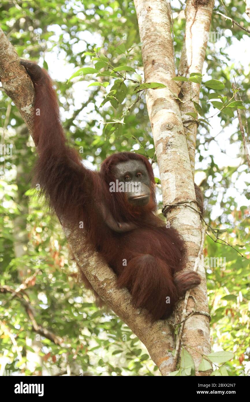 Orang-Utan, Borneo, Malaysia Stock Photo - Alamy
