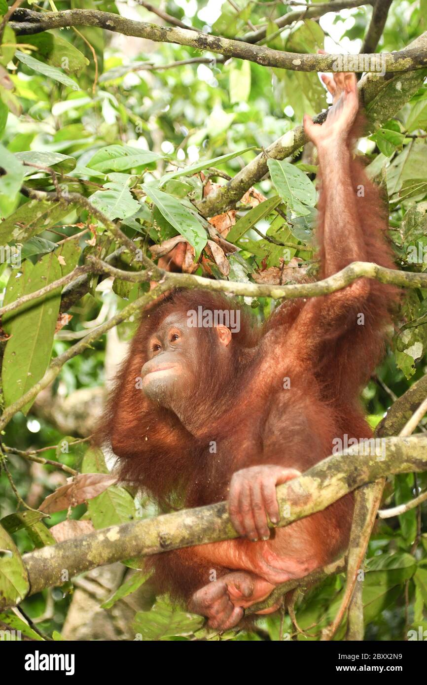 Orang-Utan, Borneo, Malaysia Stock Photo - Alamy