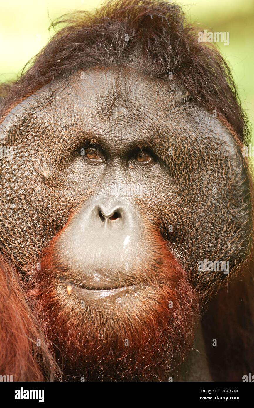 Orang-Utan, Borneo, Malaysia Stock Photo - Alamy