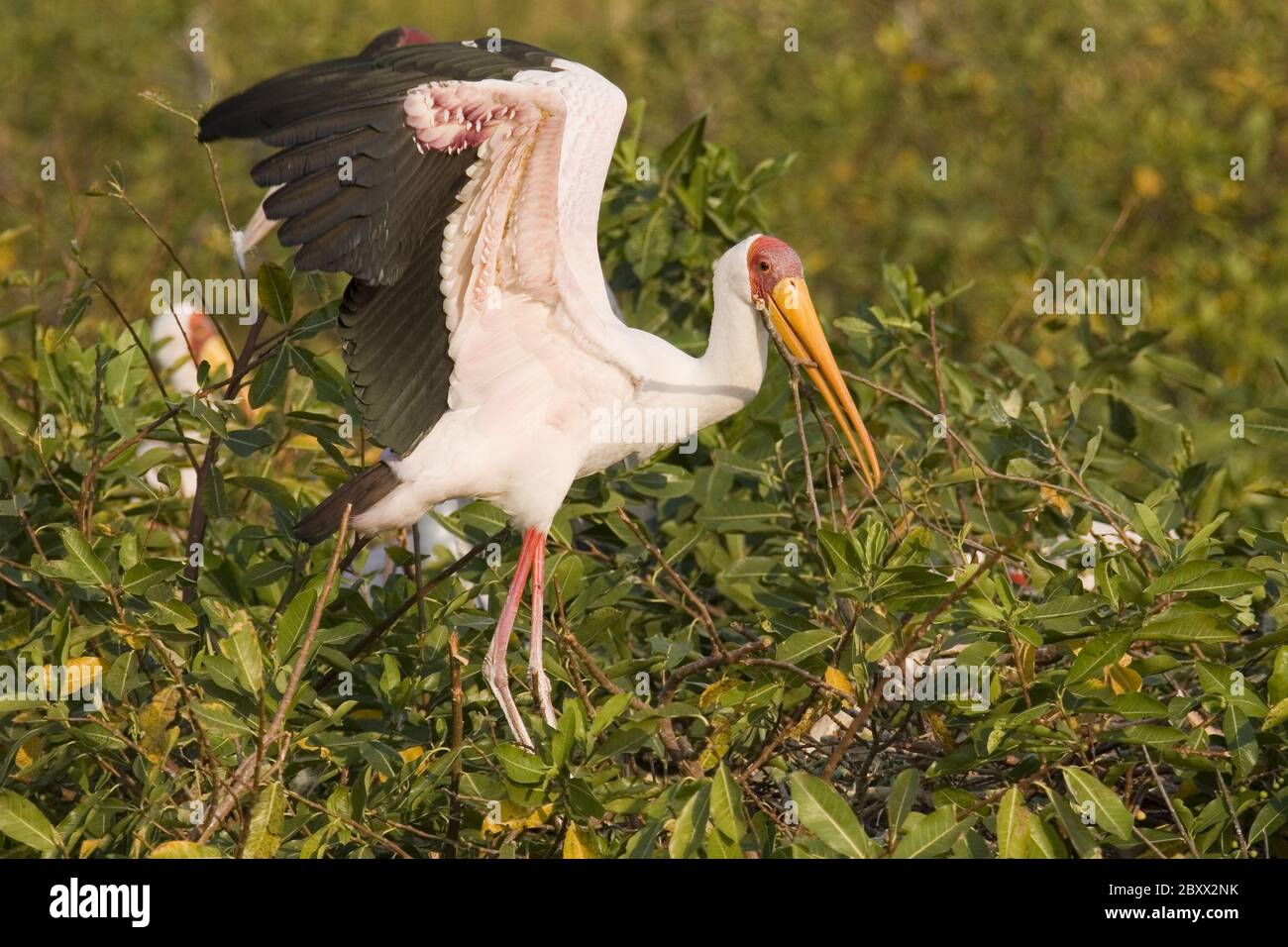 Yellow-billed Stork or Yellowbilled Stork, Africa Stock Photo - Alamy