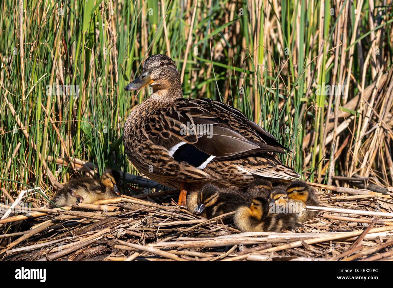 Female Mallard Duck Nesting Habits