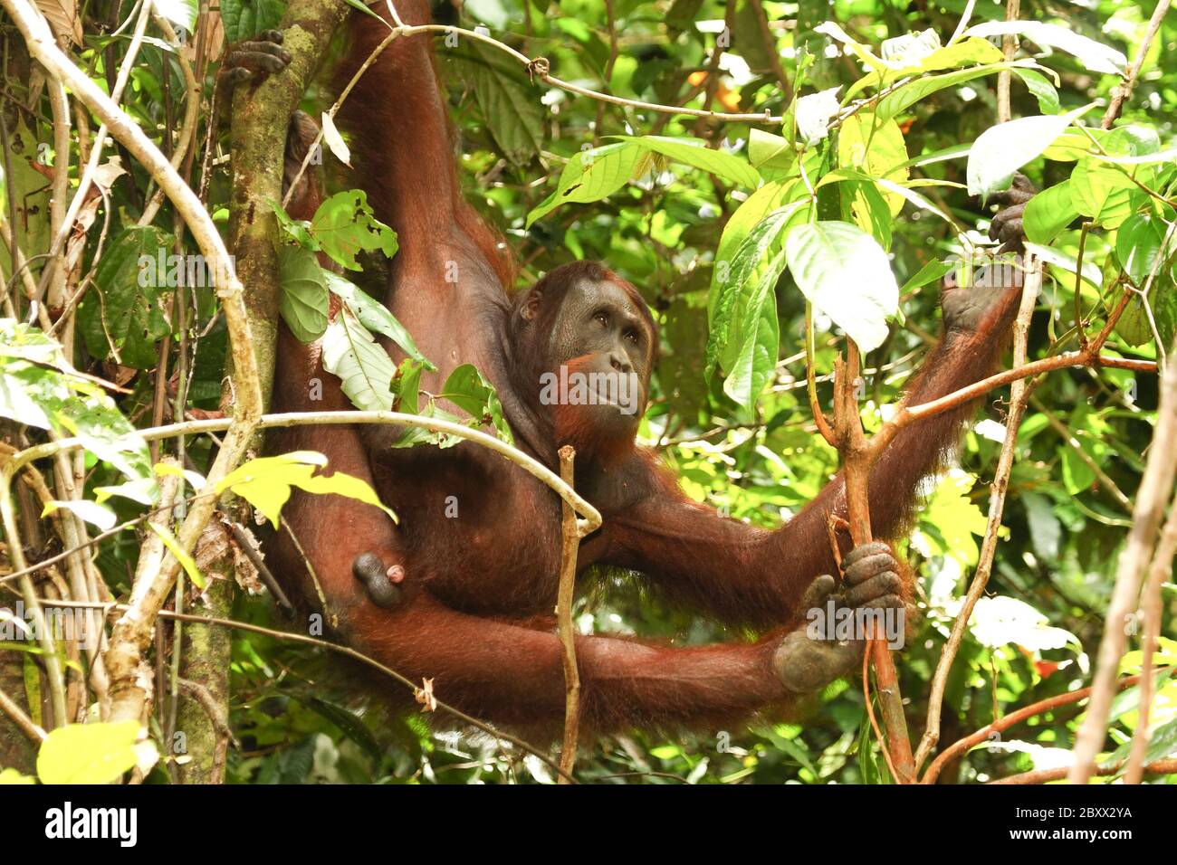 Orang-Utan, Borneo, Malaysia Stock Photo - Alamy