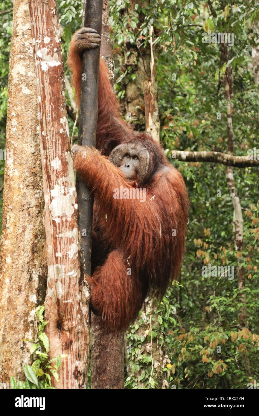 Orang-Utan, Borneo, Malaysia Stock Photo - Alamy