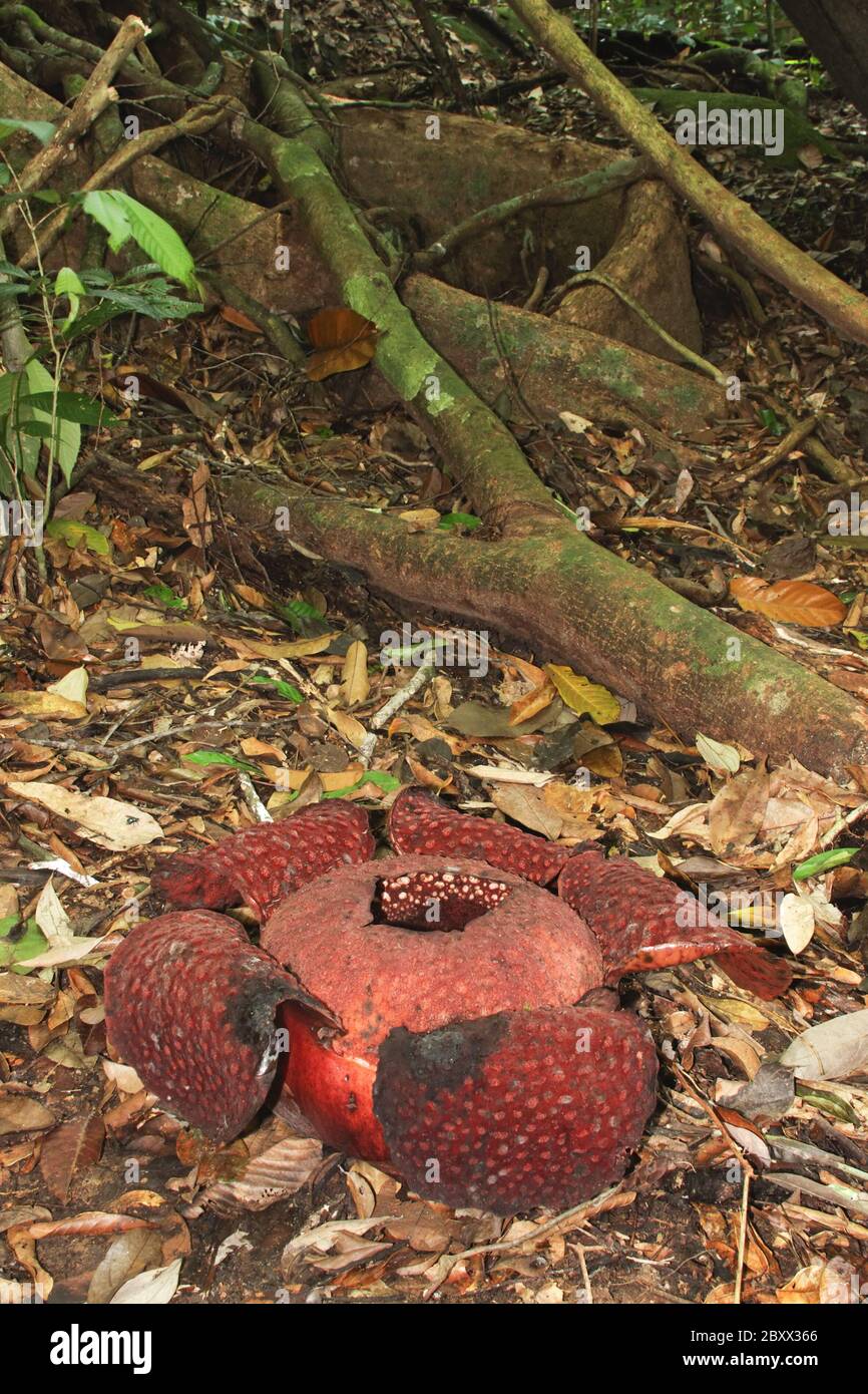 Mudae hi-res stock photography and images - Alamy