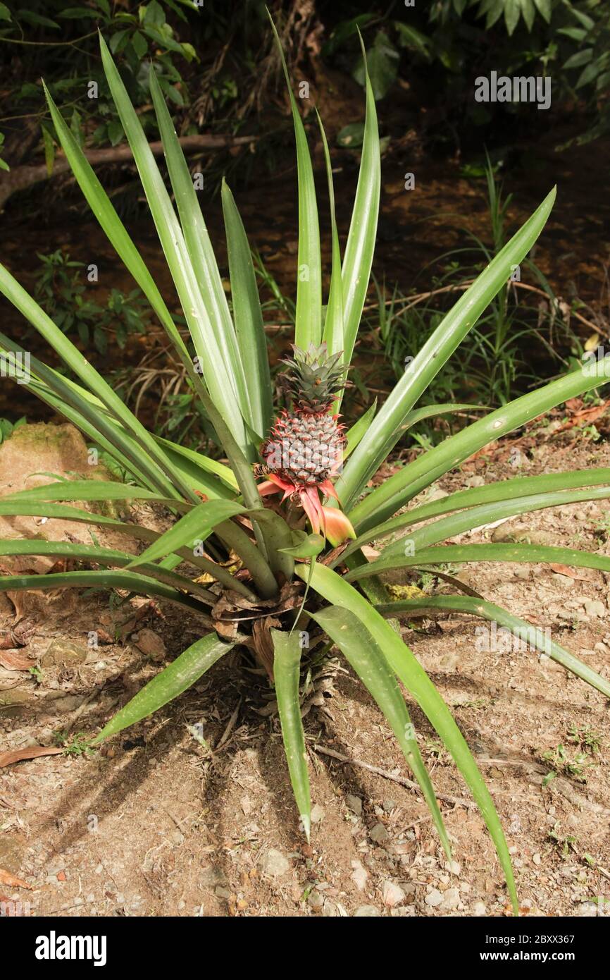 Ananas flower hi-res stock photography and images - Alamy