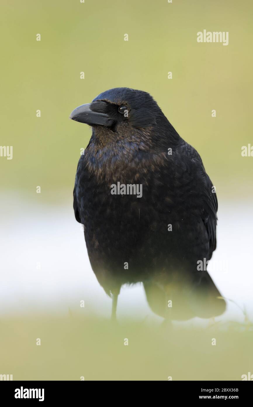 carrion crow, Corvus corone corone Stock Photo - Alamy