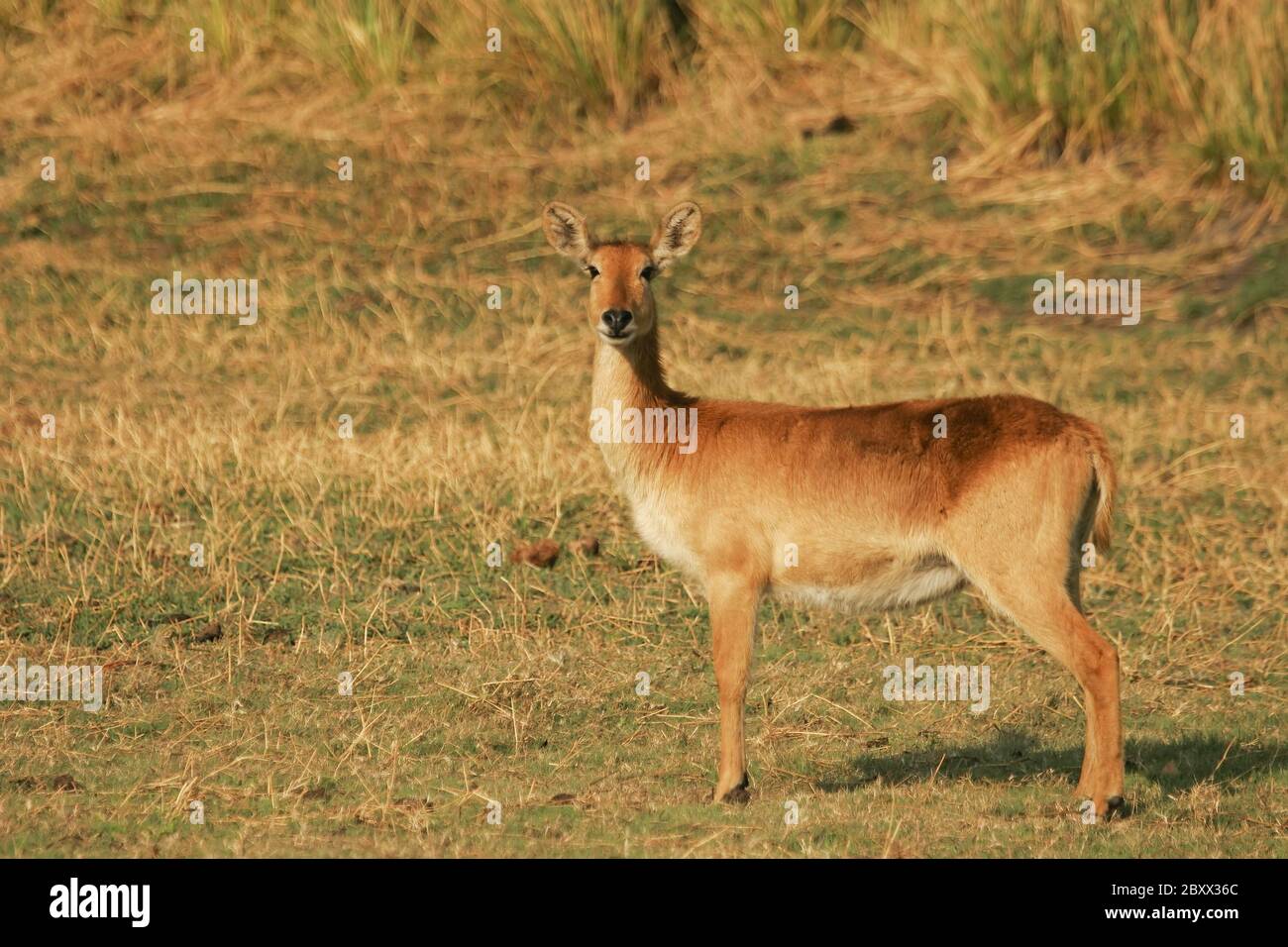 Animal puku wildlife hi-res stock photography and images - Alamy