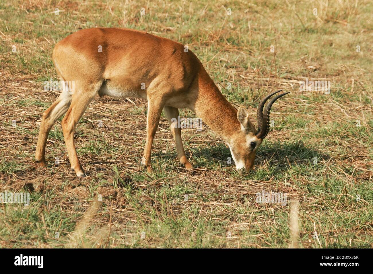 Animal puku wildlife hi-res stock photography and images - Alamy