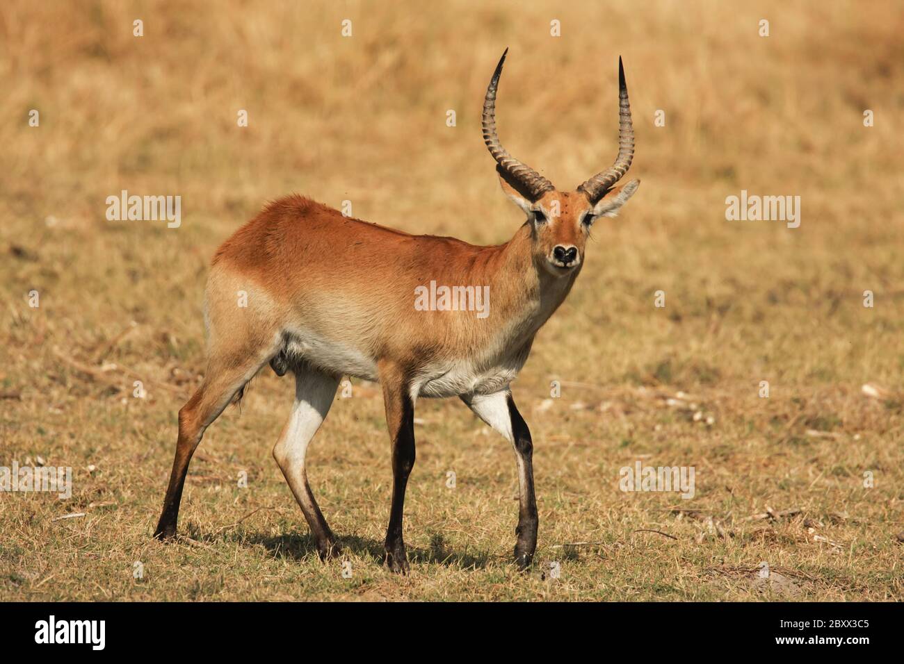 Red lechwe, South Africa Stock Photo - Alamy