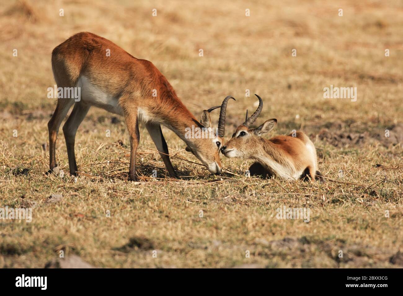 Red lechwe, South Africa Stock Photo - Alamy