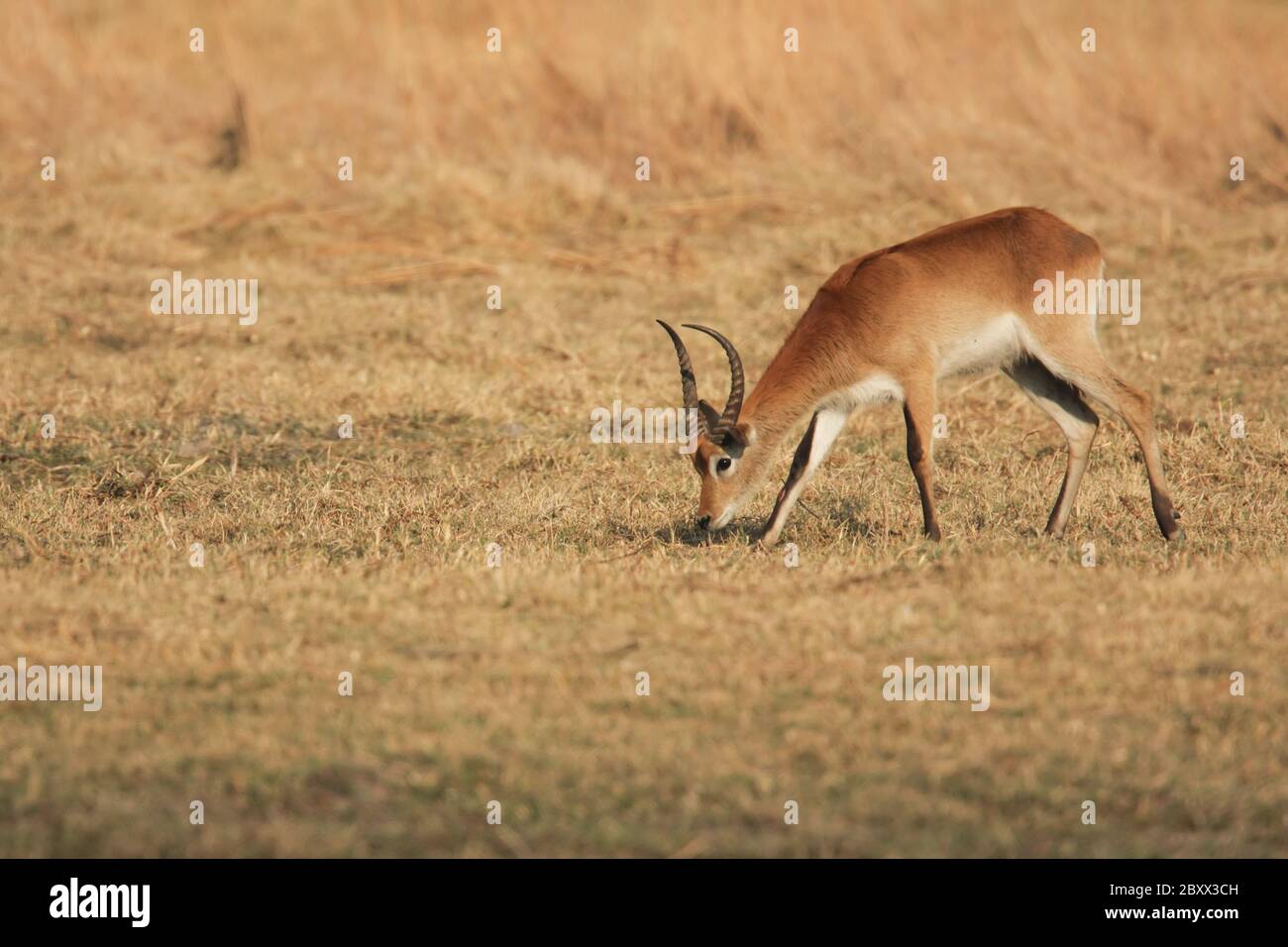 Red lechwe, South Africa Stock Photo - Alamy