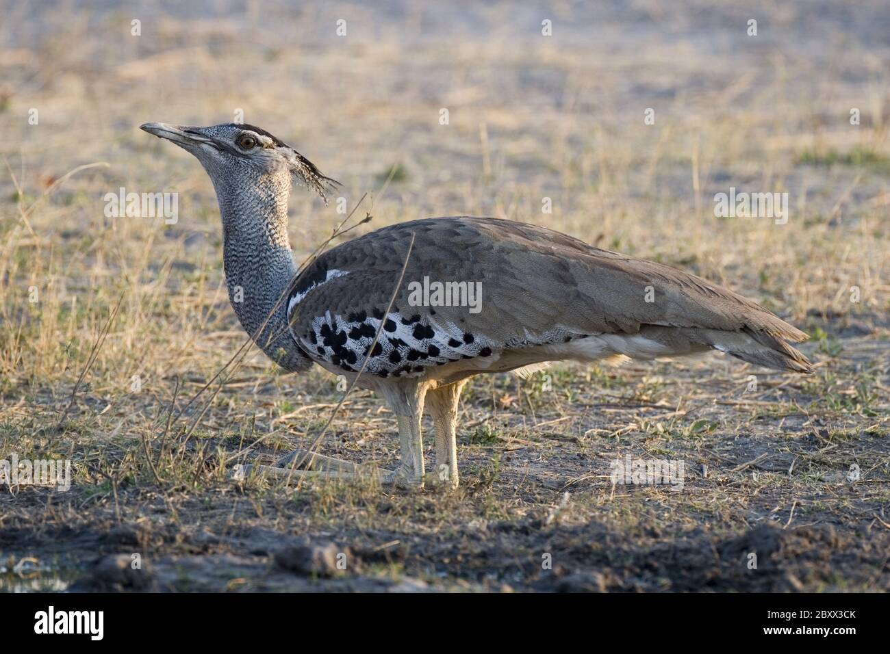 Lesser bustard hi-res stock photography and images - Alamy