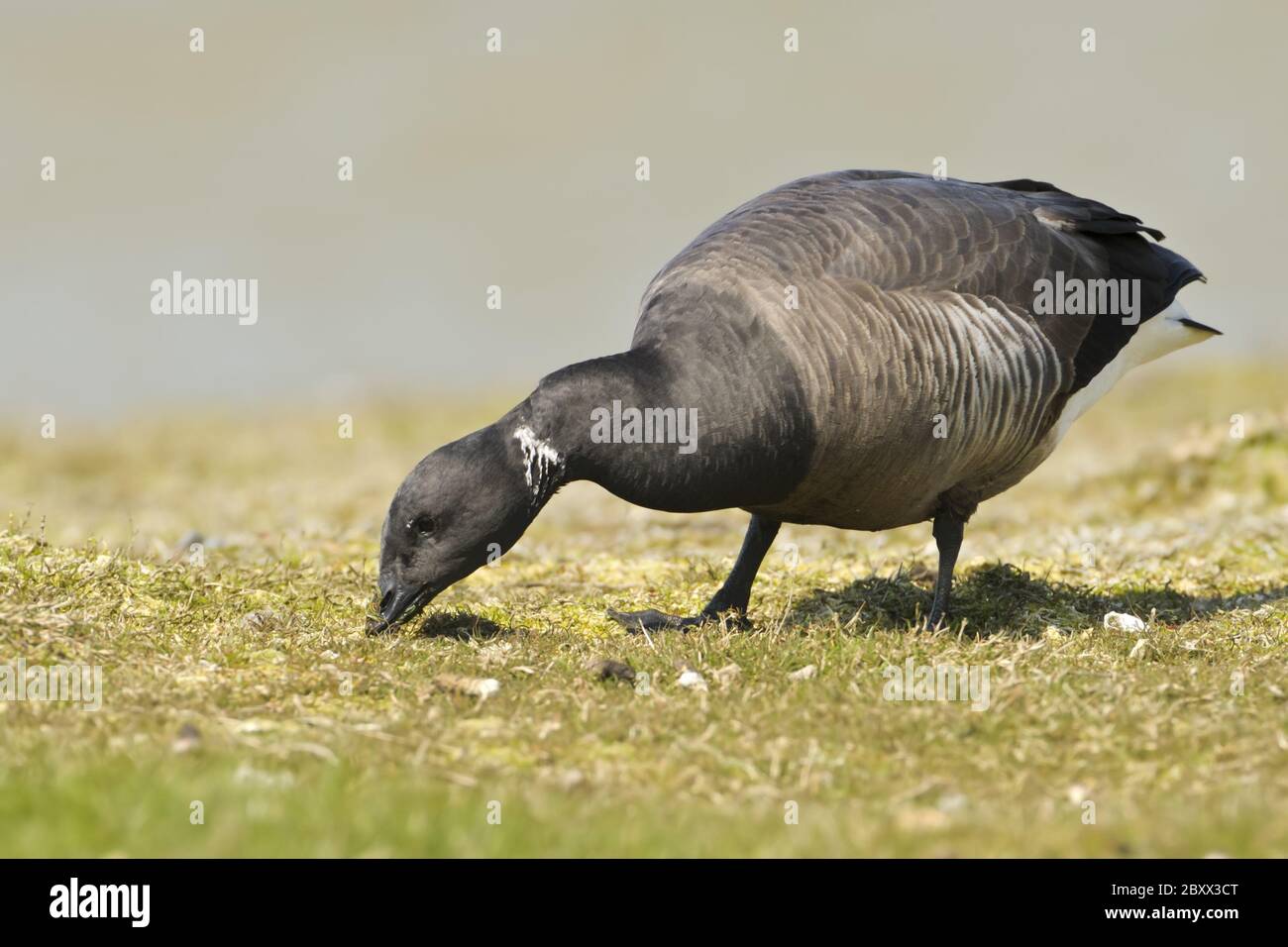 dark-bellied brant goose [Branta bernicla bernicla] Stock Photo - Alamy