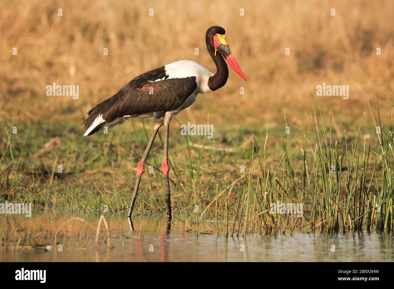 Sattelstorch hi-res stock photography and images - Alamy