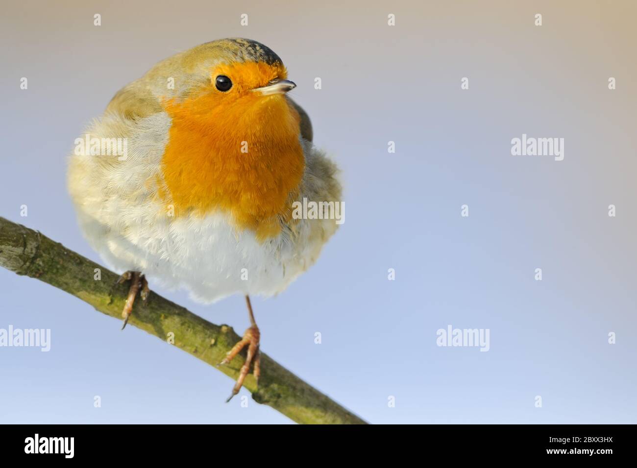 Robin in winter, Germany Stock Photo - Alamy