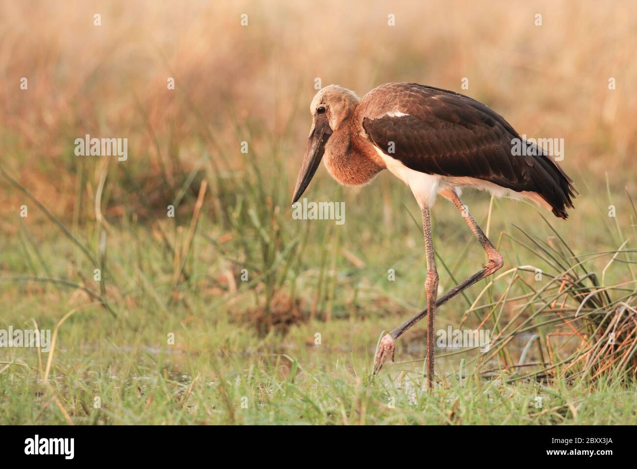 Sattelstorch hi-res stock photography and images - Alamy
