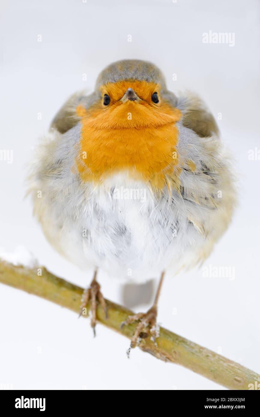 Wintergefieder hi-res stock photography and images - Alamy