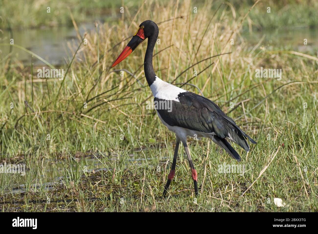 True stork hi-res stock photography and images - Alamy
