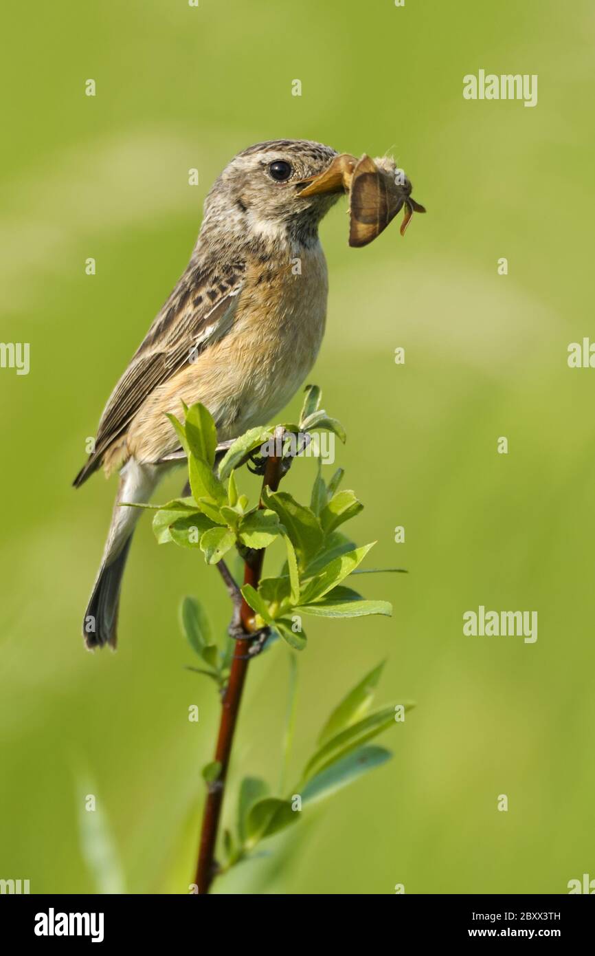 Torquata2jpg hi-res stock photography and images - Alamy