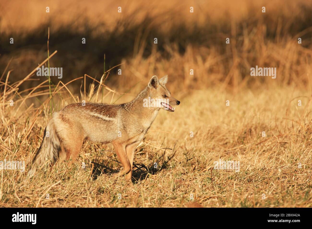 Jackal behaviour hi-res stock photography and images - Alamy