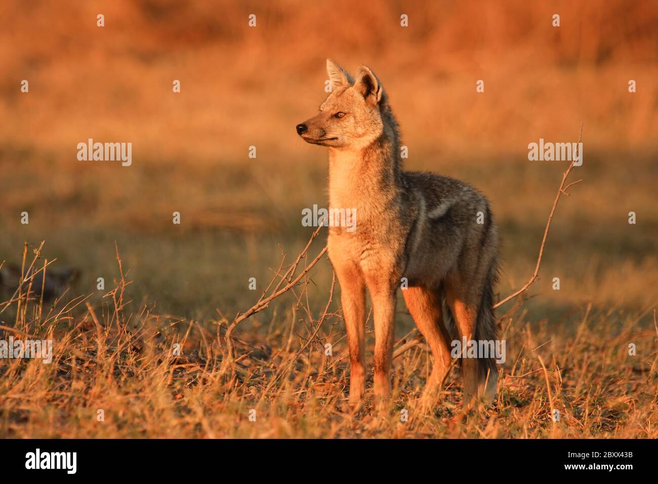 Side striped jackal hi-res stock photography and images - Alamy