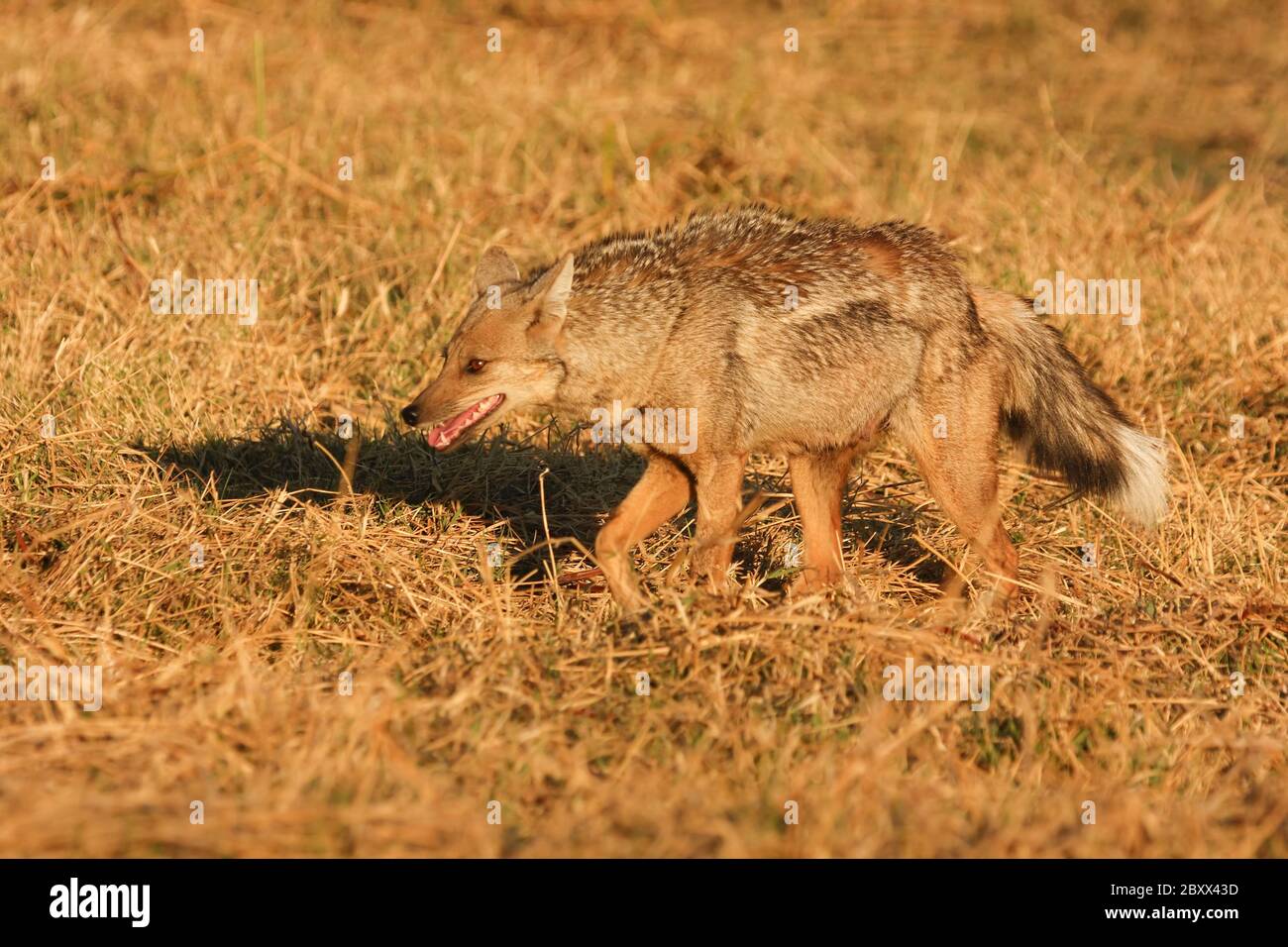 Side striped jackal canis adustus hi-res stock photography and images ...