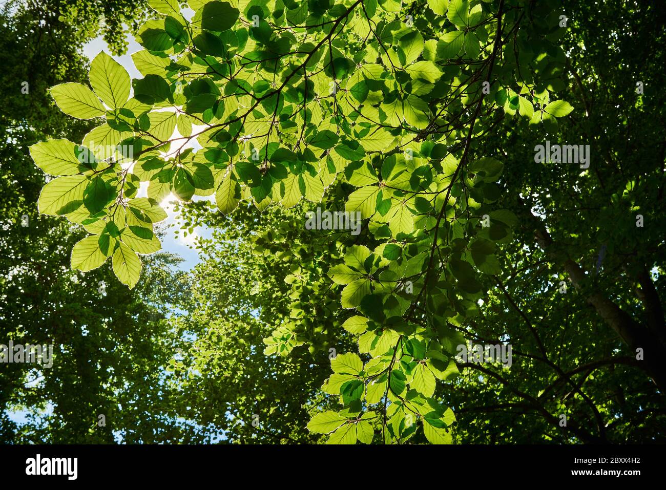 View through the window of green trees to blue sky and white clouds ...