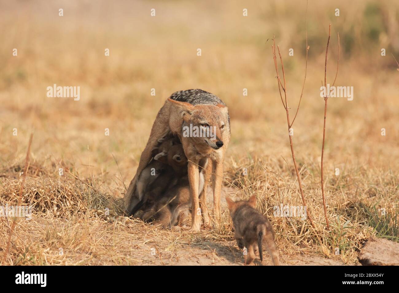 Black backed jackal puppy hi-res stock photography and images - Alamy