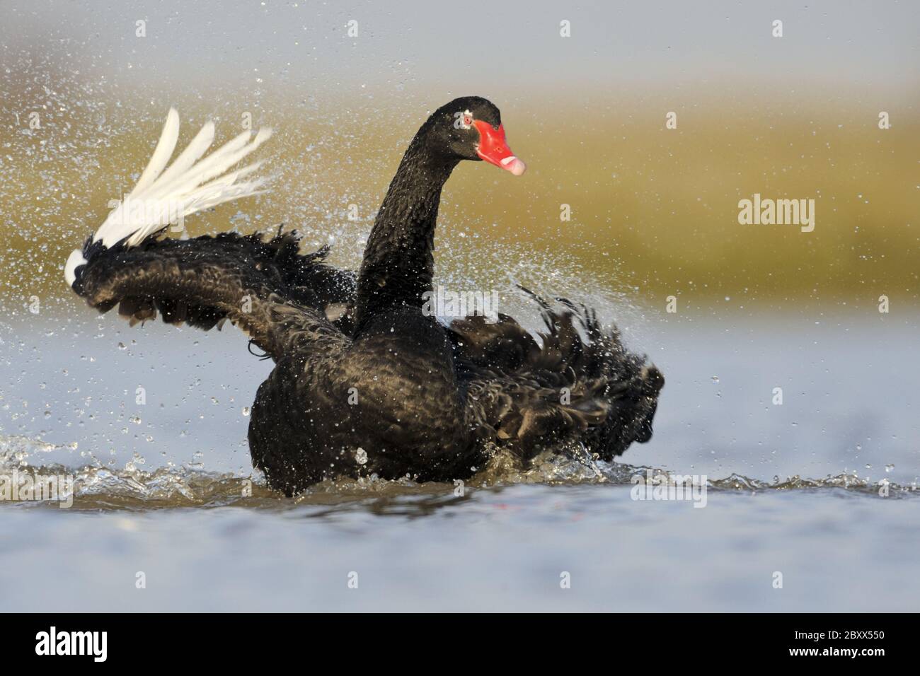 Black cygnus photography hi-res stock photography and images - Alamy