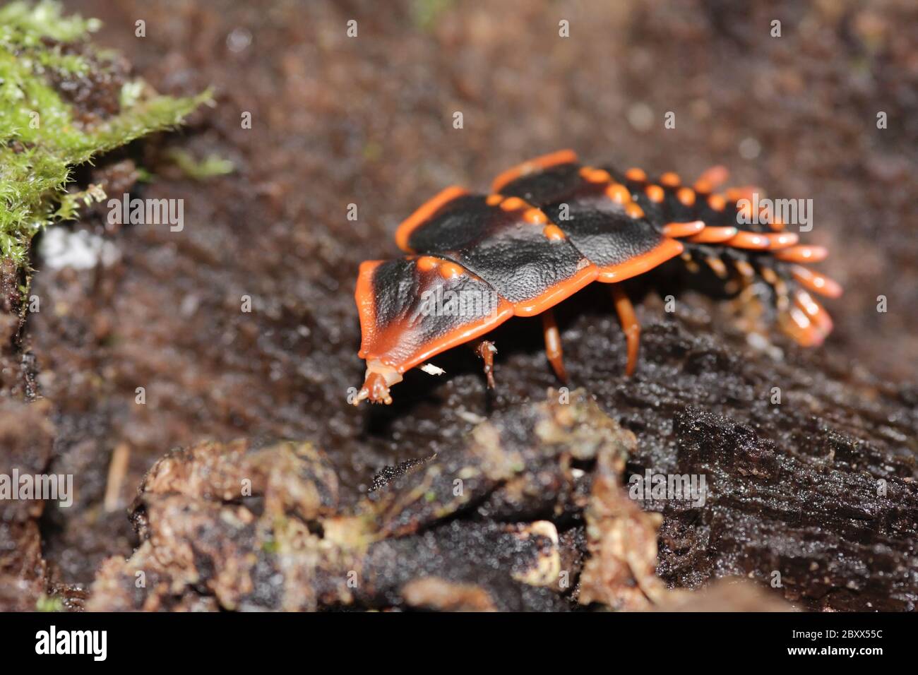Trilobite beetle larvae-Malaysia Stock Photo - Alamy
