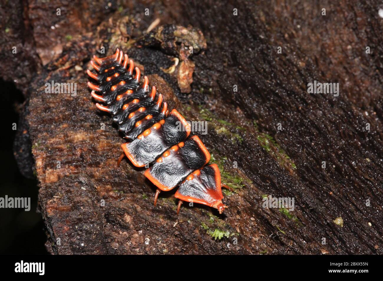 Trilobite beetle larvae-Malaysia Stock Photo - Alamy