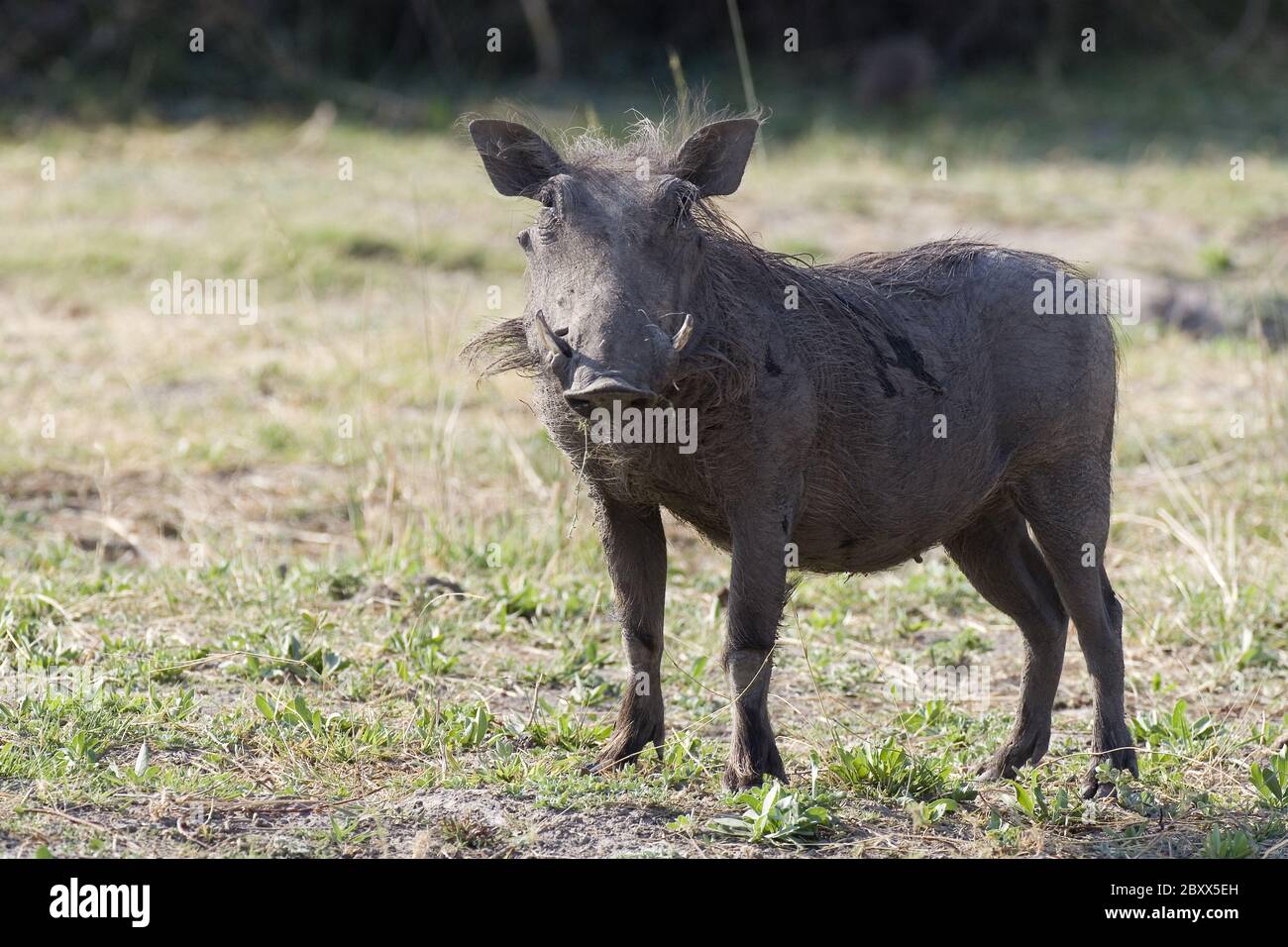 Warthogs wart hog hi-res stock photography and images - Alamy