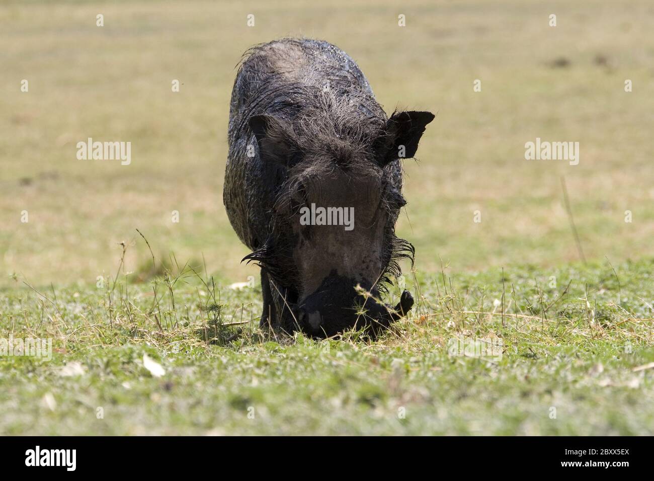 Wart Hog, South Africa Stock Photo - Alamy