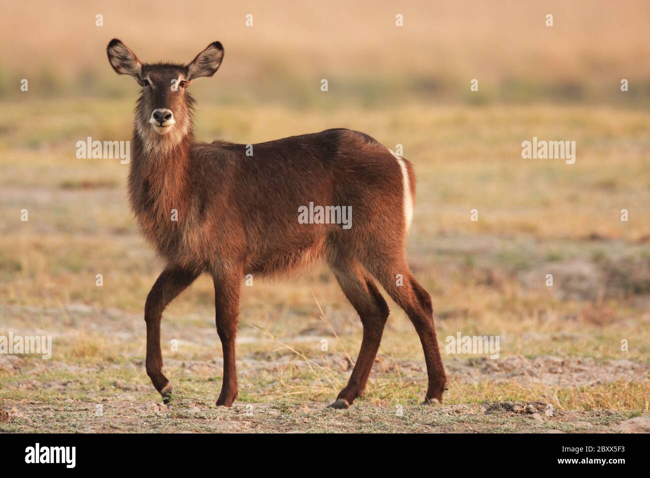 ellipsen waterbuck, Kobus ellipsiprymnus ellipsiprymnus, South Africa ...