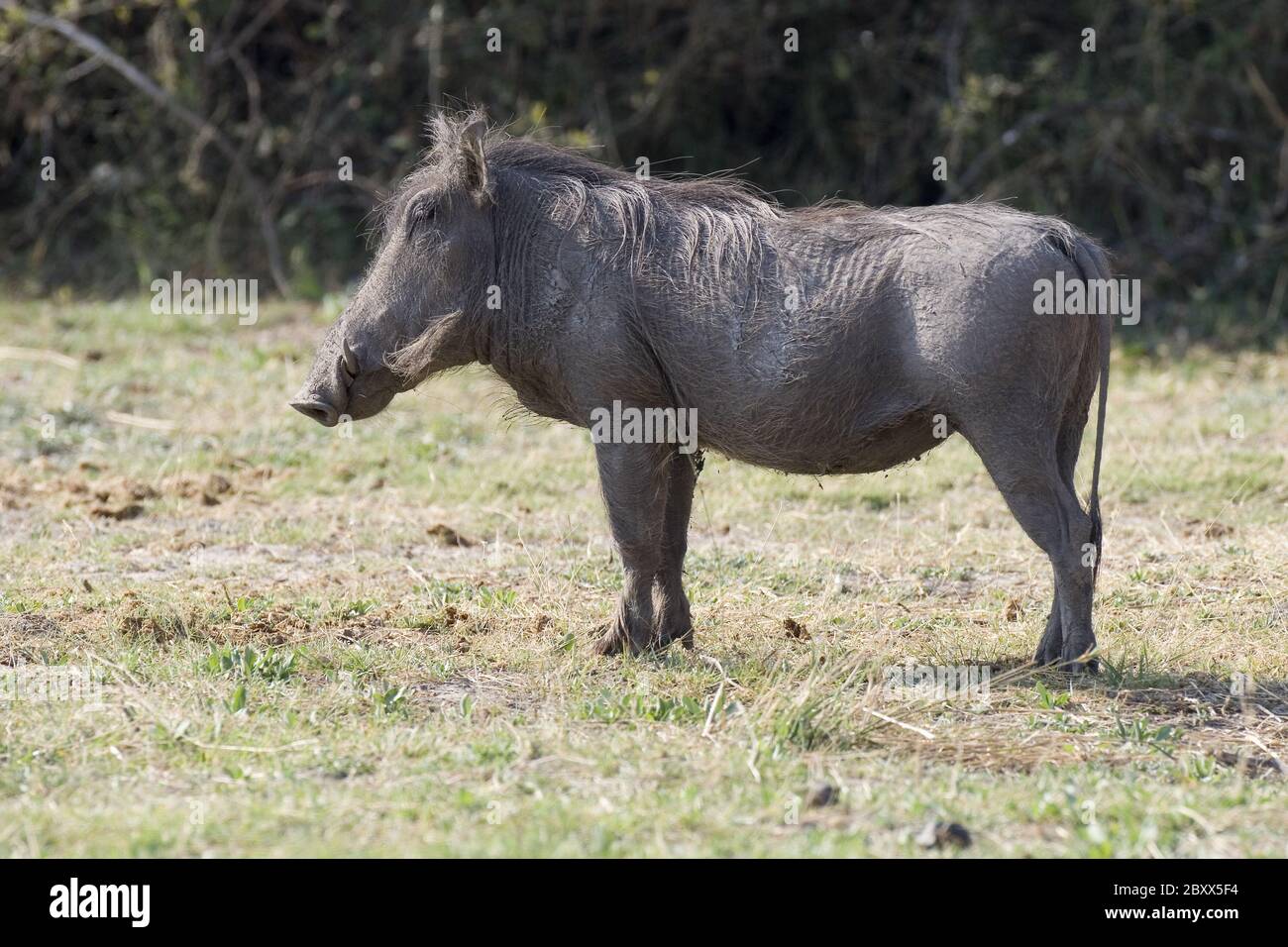 Warthog phacochoerus aethiopicus africanus hi-res stock photography and ...